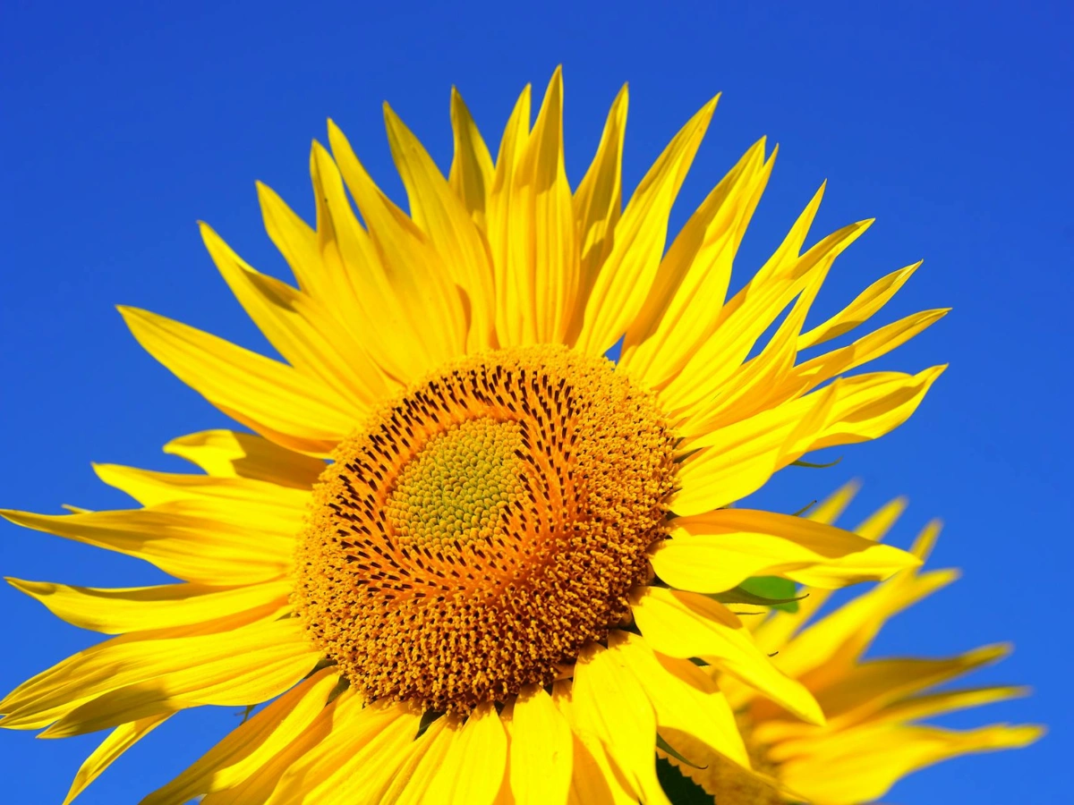 Cropedly - Free AI Picture Enhancer & Image Upscaler