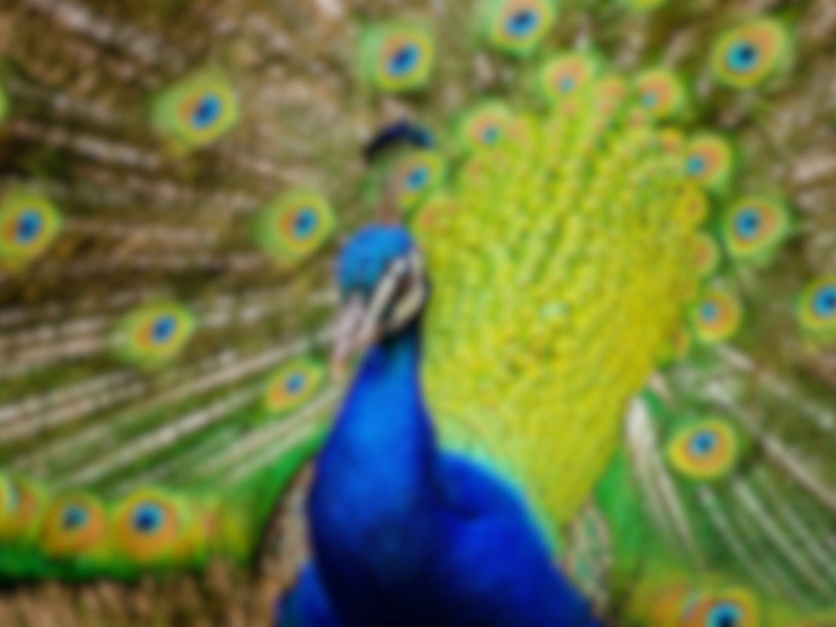 Cropedly - Free AI Picture Enhancer & Image Upscaler